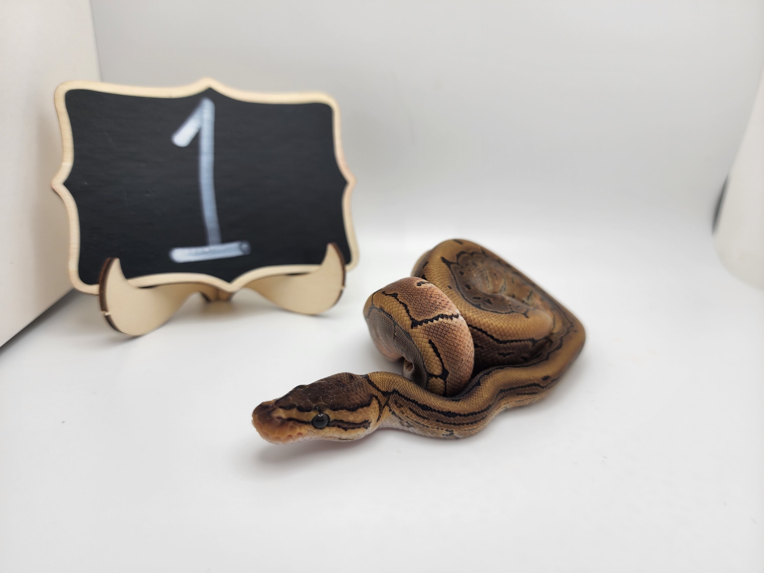 Pinstripe Ball Python by Stoked Ball Pythons - MorphMarket
