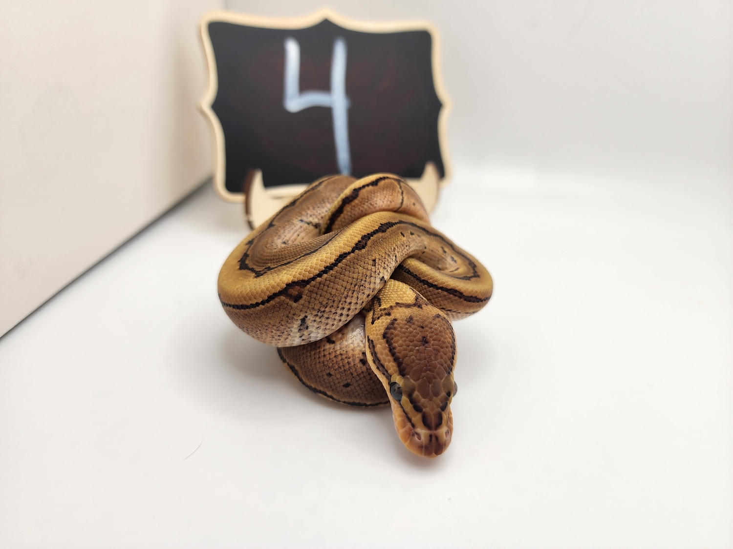 Vanilla Pinstripe Ball Python by Stoked Ball Pythons - MorphMarket