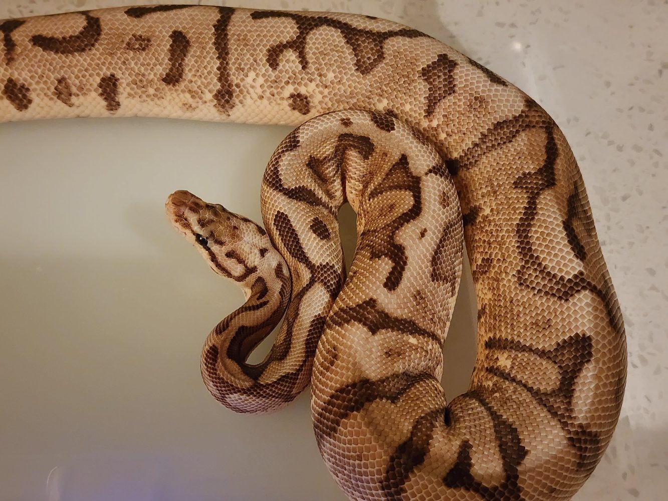 Chocolate Bumblebee Ball Python by Stoked Ball Pythons - MorphMarket