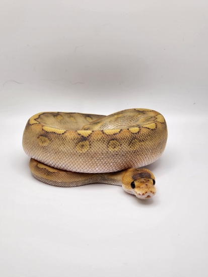 Enchi Mimosa Ball Python by Stoked Ball Pythons