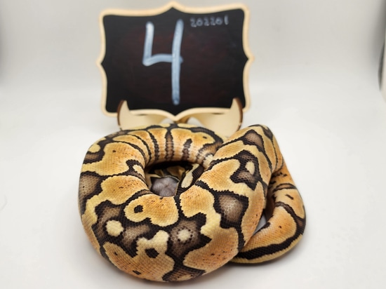 Pastel Enchi Ghost Ball Python by Stoked Ball Pythons