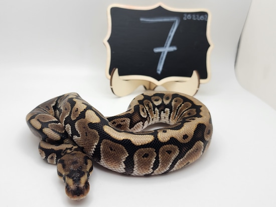 Hidden Gene Woma 100% Het Ghost Ball Python by Stoked Ball Pythons