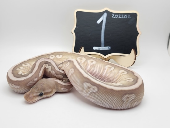 Lesser Hidden Gene Woma Ghost Possible Calico Ball Python by Stoked ...
