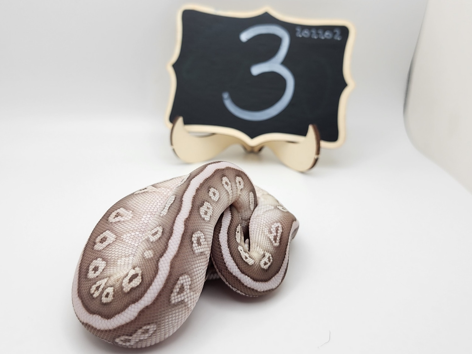 Lesser Hidden Gene Woma 100% Het Ghost Ball Python by Stoked Ball ...