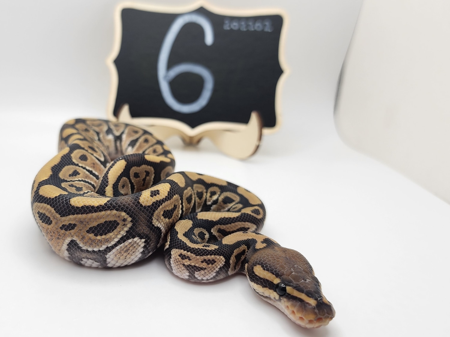 Ghost Ball Python by Stoked Ball Pythons - MorphMarket
