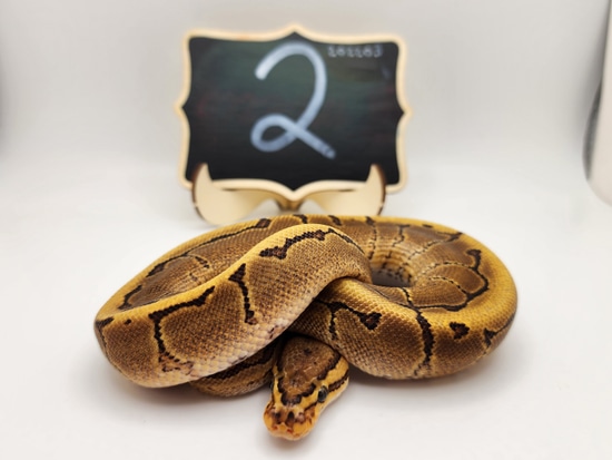 Vanilla Yellow Belly Pinstripe Ball Python by Stoked Ball Pythons