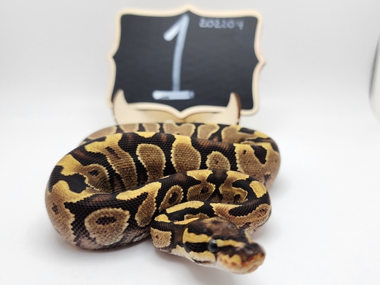 Yellow Belly Vanilla Ball Python by Stoked Ball Pythons
