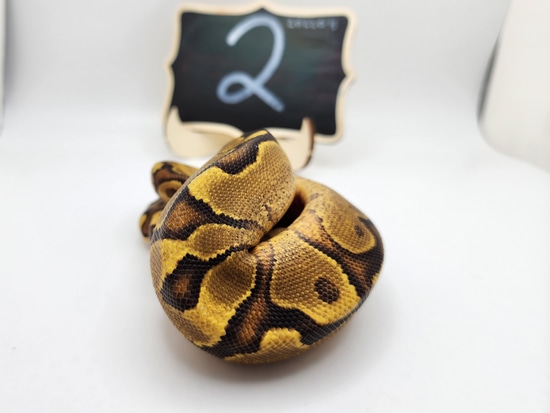 Enchi Yellow Belly Vanilla Ball Python by Stoked Ball Pythons