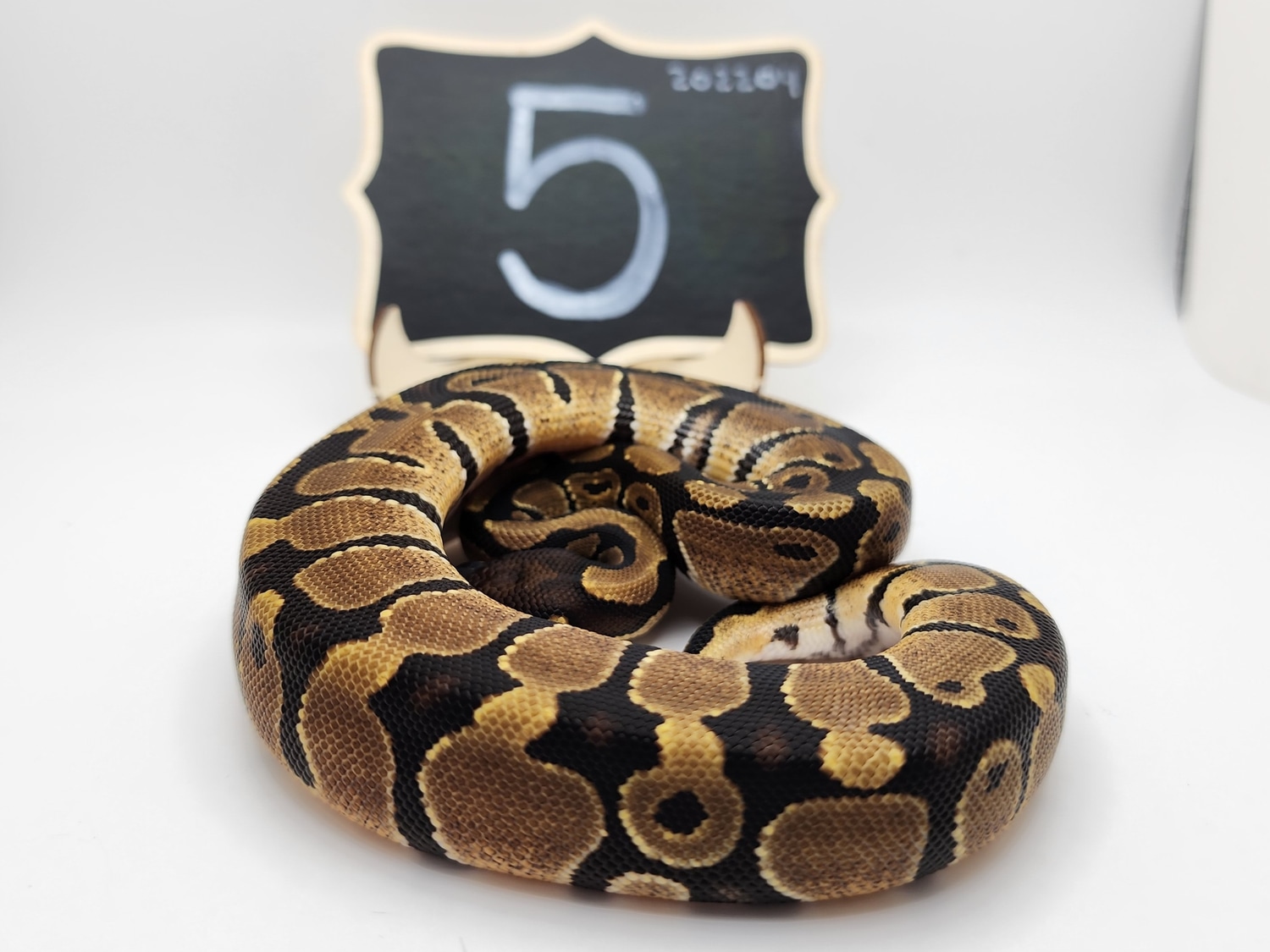 Vanilla Ball Python by Stoked Ball Pythons - MorphMarket