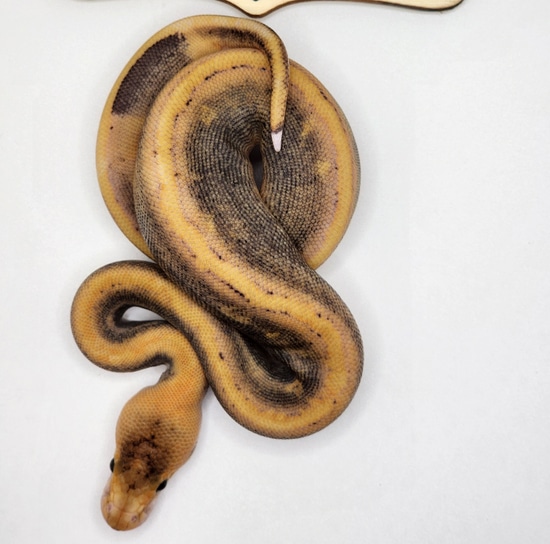 Champagne Lace Ball Python by Stoked Ball Pythons