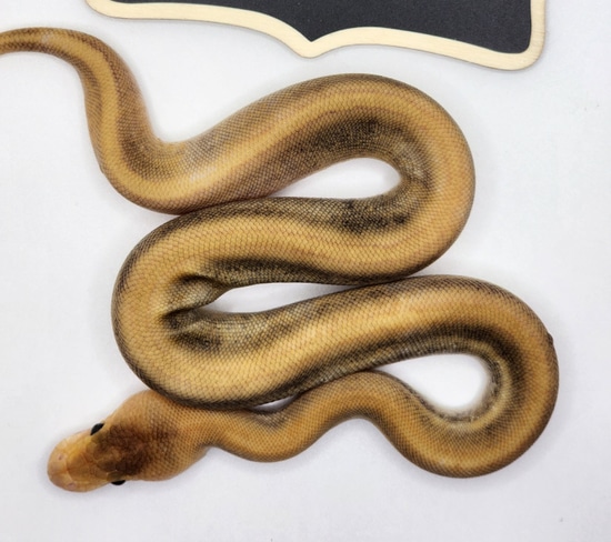 Champagne Pinstripe Possible Lace Ball Python by Stoked Ball Pythons