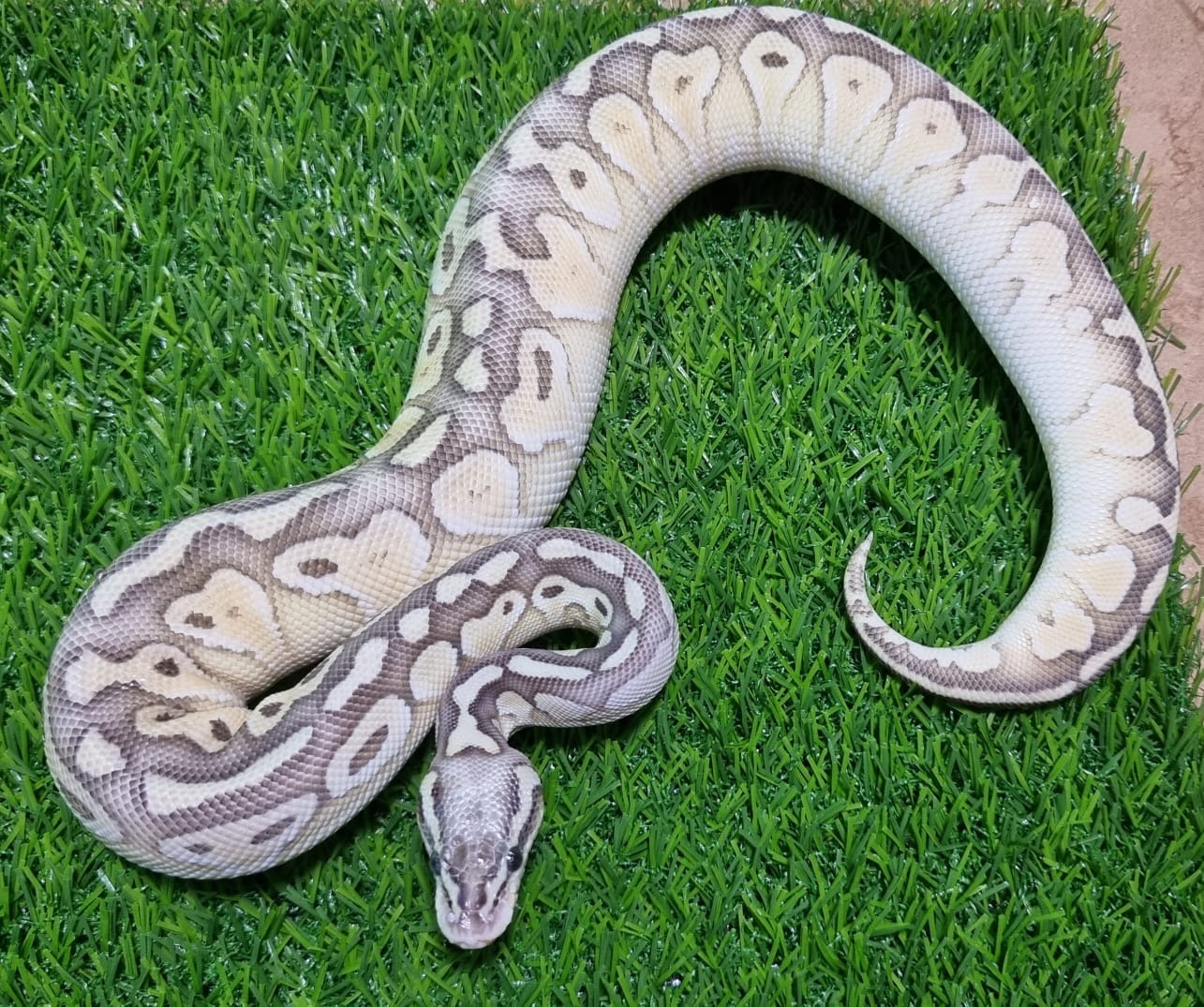 Exo-lbb Butter Pastel Pos YB 100% Het Clown Ball Python by B&N Pythons ...