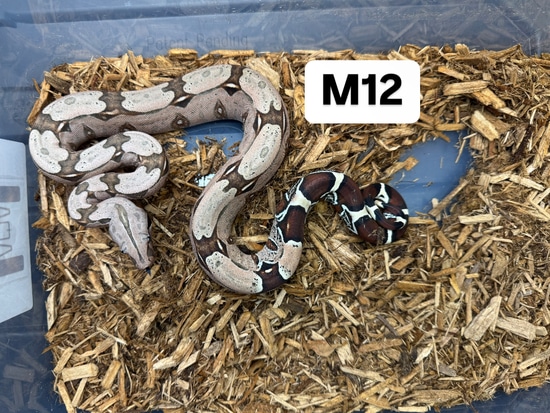 Suriname BCC True Red-Tailed Boa Constrictor by SoCal Constrictors
