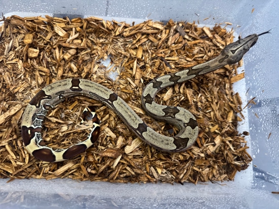 North Brazilian Redtail Boa BCC True Red-Tailed Boa Constrictor by ...
