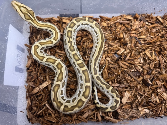 Hypo Burmese Python 66% Het Labyrinth 50% Het Albino by SoCal Constrictors