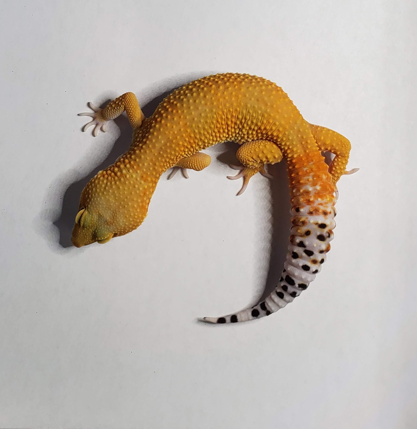 Super Hypo Tangerine Carrot Tail Baldy Leopard Gecko by Lovins Reptiles ...