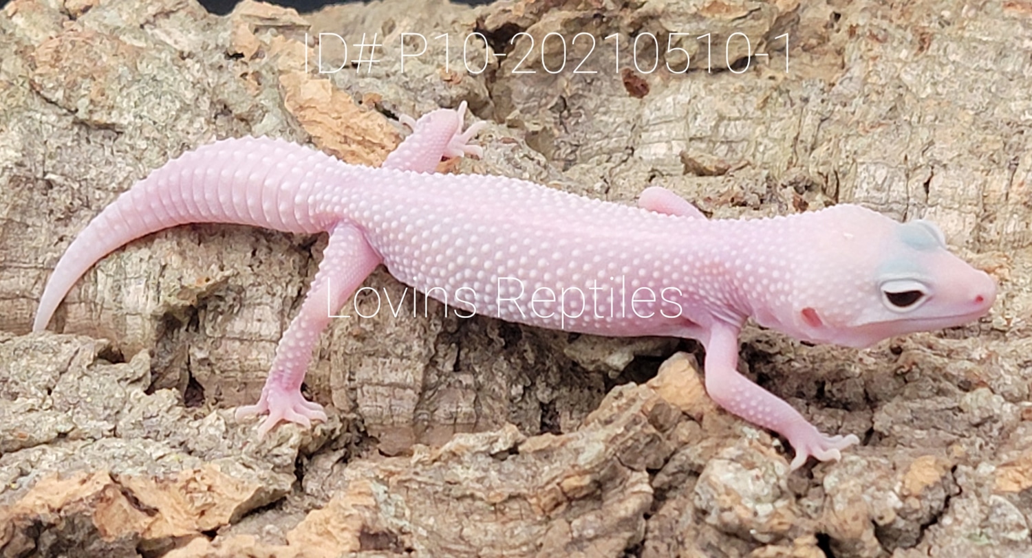 Diablo Blanco Leopard Gecko by Lovins Reptiles - MorphMarket
