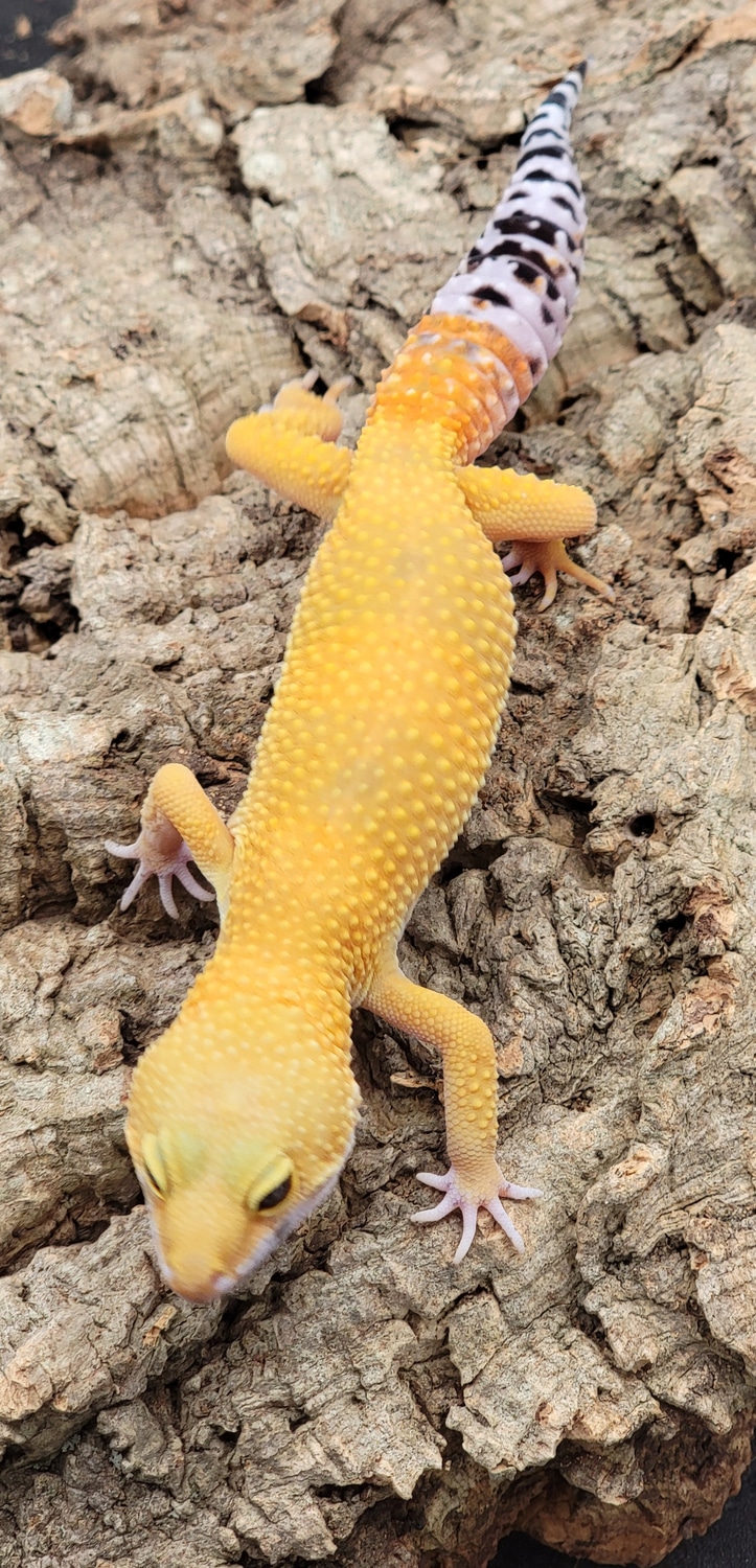 Super Hypo Tangerine Baldy Carrot Tail Leopard Gecko by Lovins Reptiles ...