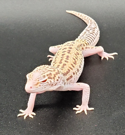 Super RADAR Leopard Gecko by Lovins Reptiles