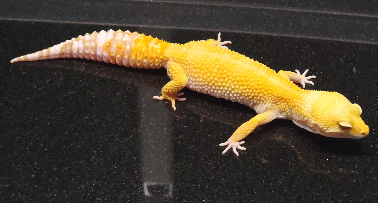 Tremper Sunglow Pos Het Eclipse Leopard Gecko by Lovins Reptiles ...