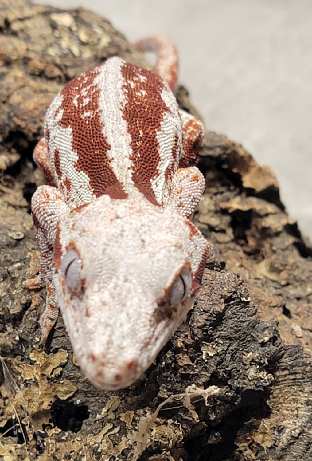 Red Stripe Gargoyle Gecko by Lovins Reptiles - MorphMarket