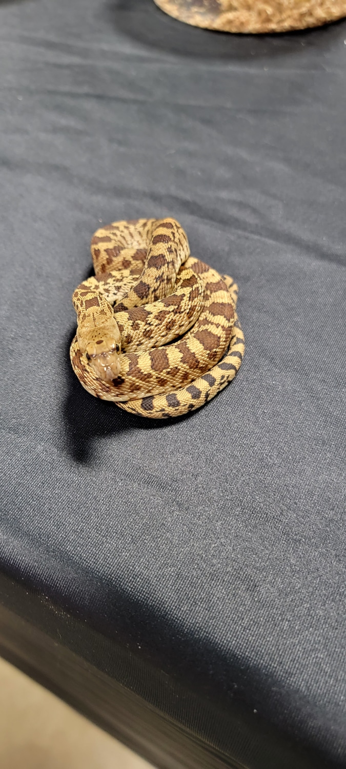 Kingsville Red Bullsnake by Lovins Reptiles - MorphMarket