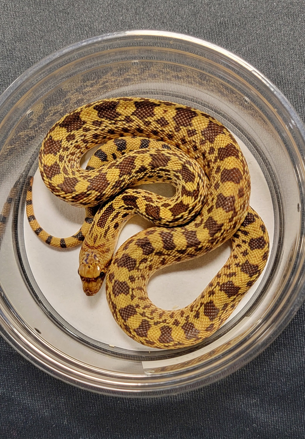 Kingsville Red Bullsnake by Lovins Reptiles - MorphMarket
