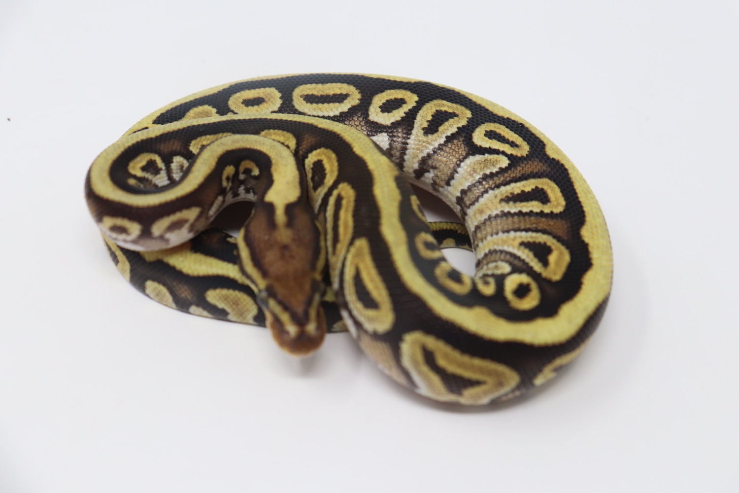 Mojave Spotnose Het Clown Ball Python by F and S Ball Pythons - MorphMarket