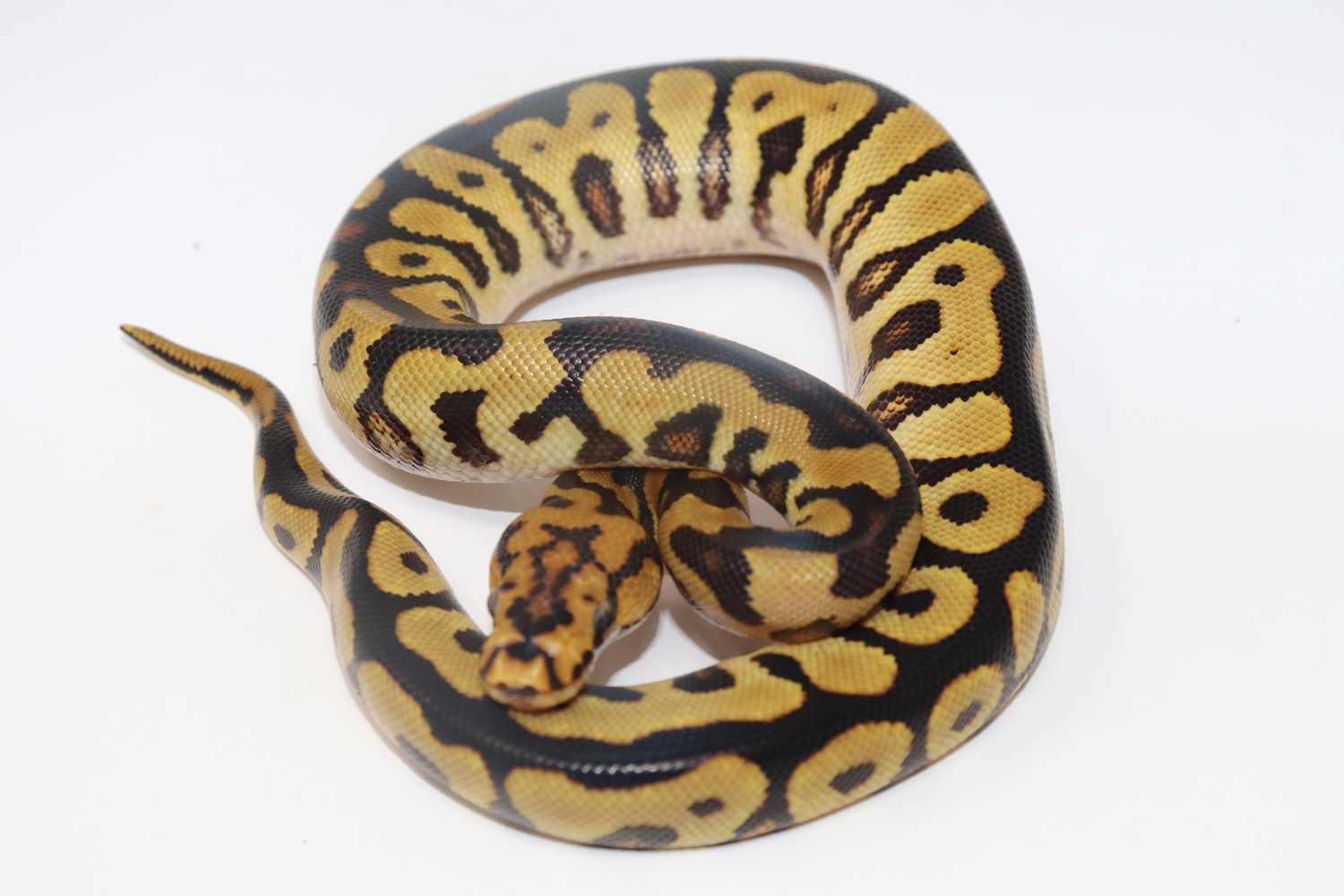 Spotnose Clown Ball Python by F and S Ball Pythons - MorphMarket