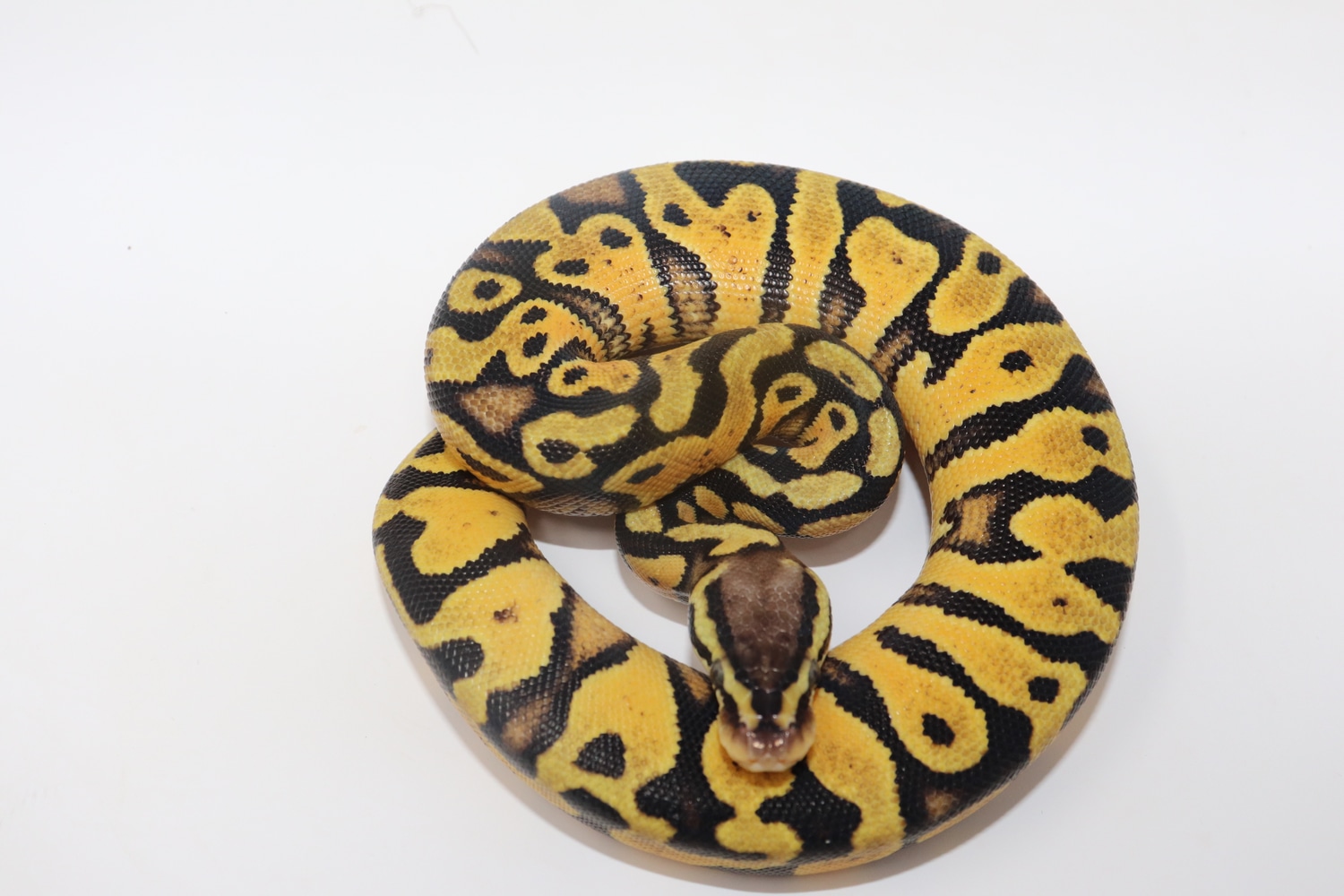 Pastel YB Het Clown Ball Python by F and S Ball Pythons - MorphMarket