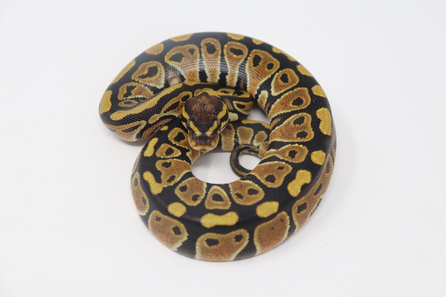 Normal Het Clown Ball Python by The Snake Hide LLC - MorphMarket