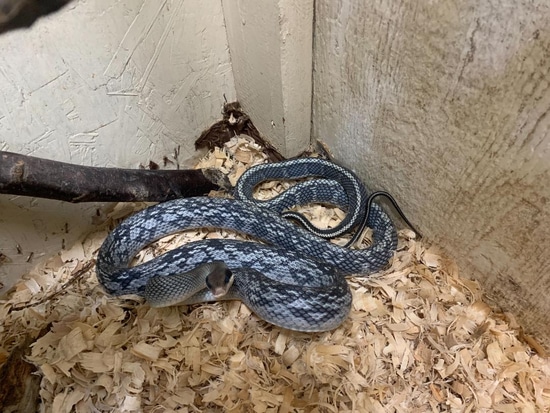 Vietnamese Blue Beauties Beauty Rat Snake by D & D Specialty Reptiles
