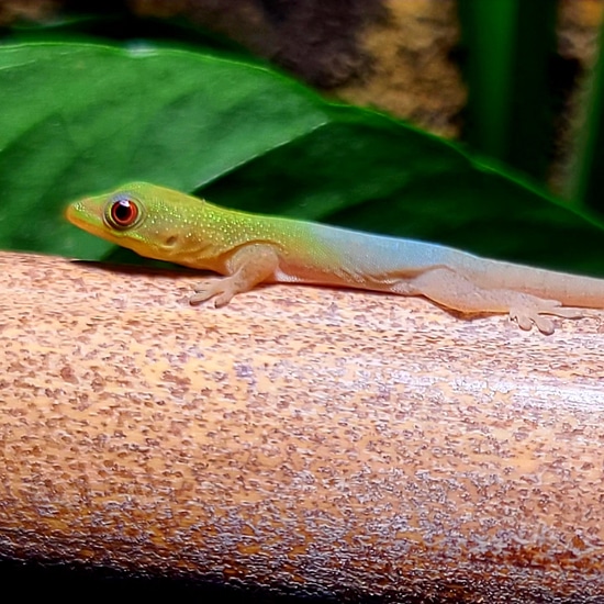 Unsexed Angulated Gold Dust Day Geckos by La Selva Plant Co.
