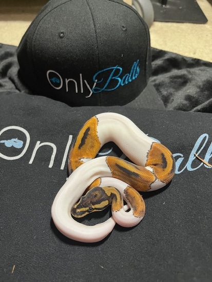 Pied Ball Python by ONLYBALLS