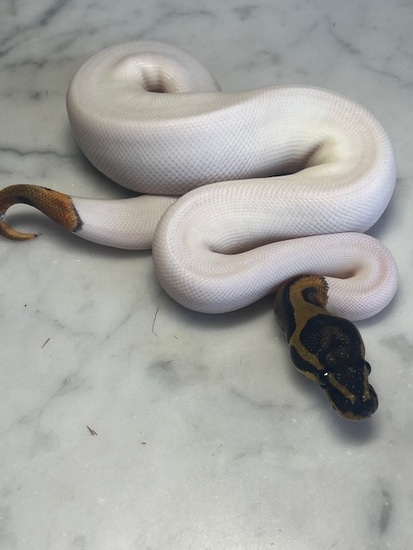 Pied Ball Python by ONLYBALLS