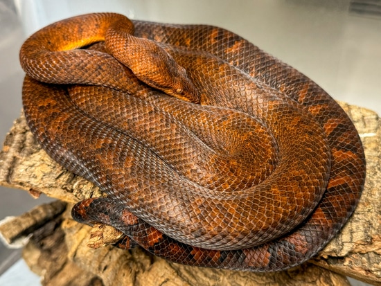 Solomon Island Tree Boa Other Tree Boa by Front Range Arboreals