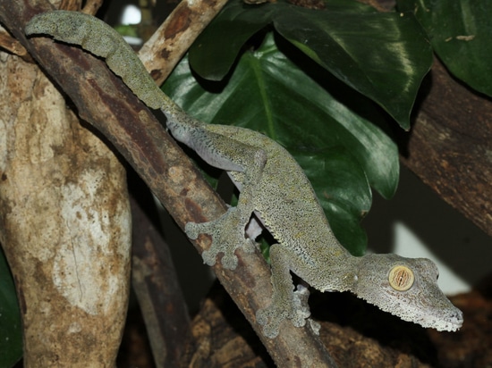 LTC Fimbriatus Leaf-Tailed Gecko by Front Range Arboreals