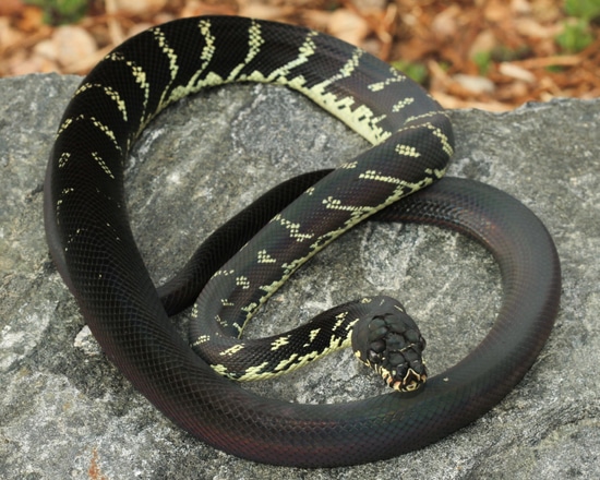 Boelen’s Python Boelen's Python by Front Range Arboreals