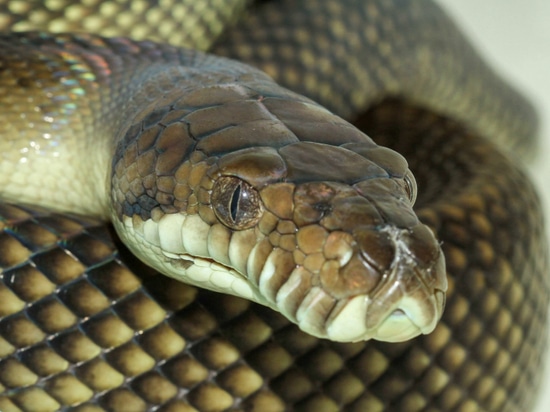 Tanahmerah Proven Breeder Pair Scrub Python by Front Range Arboreals