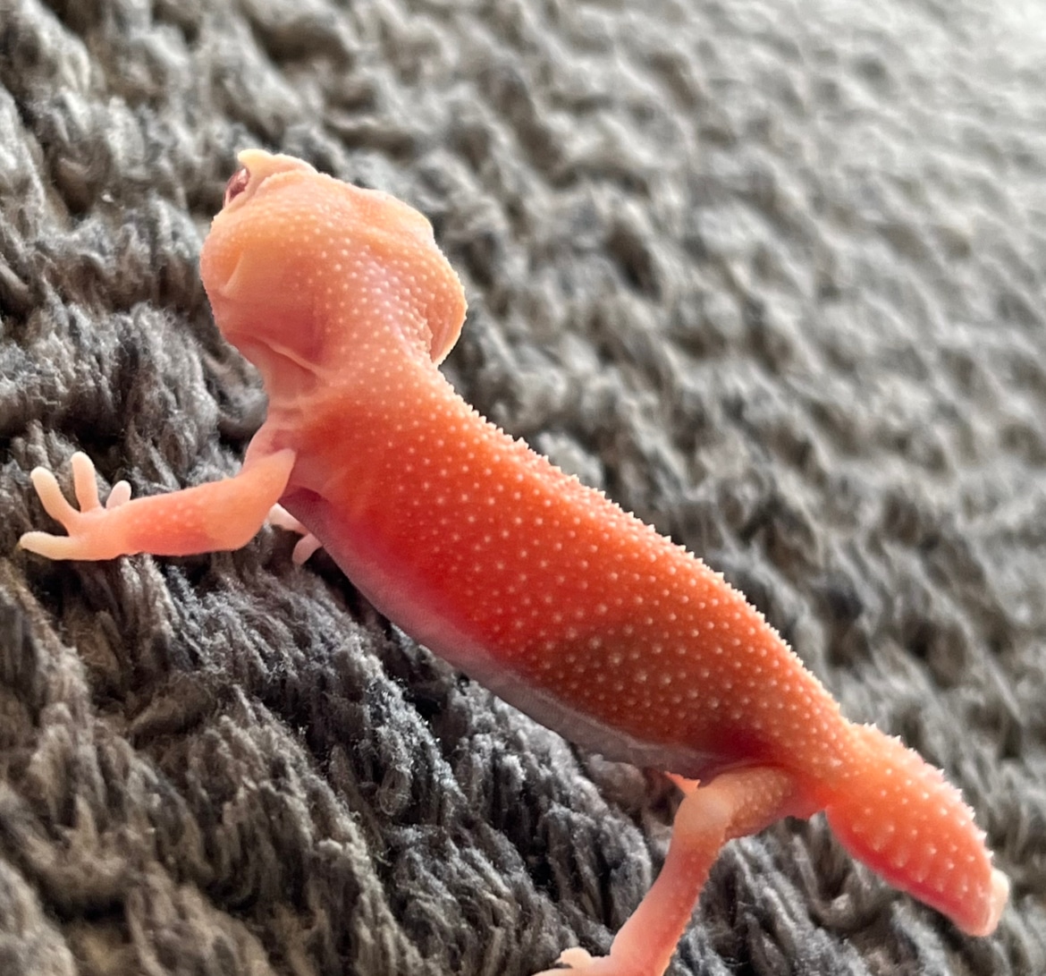 Albino Patternless - Levis Pilbarensis - Male Knob-Tailed Gecko by ...
