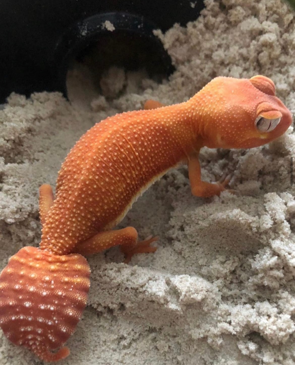 Albino Patternless - Levis Pilbarensis - Male Knob-Tailed Gecko by ...