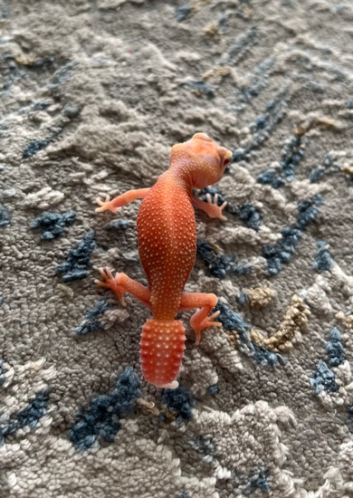 Albino Patternless - Nephrurus Levis Pilbarensis - Male Knob-Tailed ...