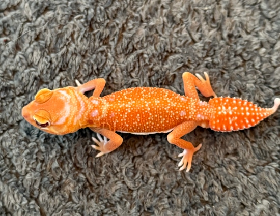 Albino Poss Het Patternless Pilbarensis Male Knob-Tailed Gecko by ...