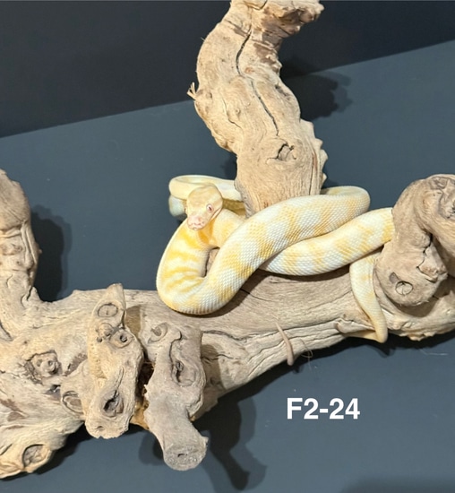 Albino Darwin Carpet Python by Cap’ N Bri’s Serpentines