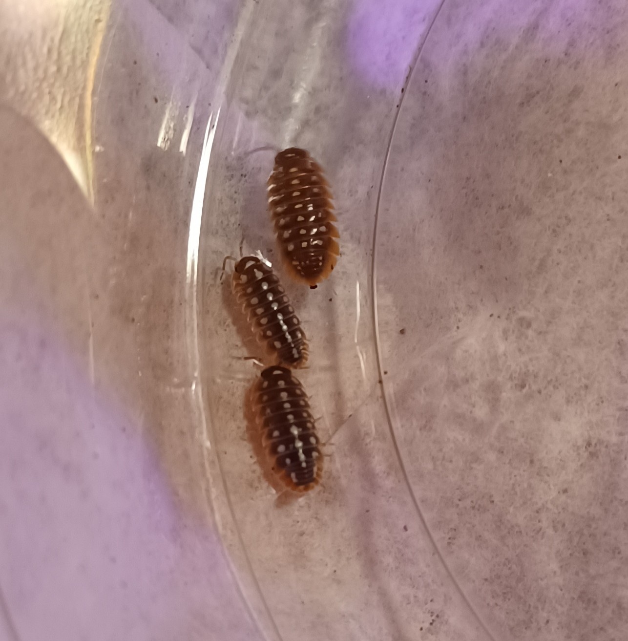 Clown ! Armadillidium Klugii Isopod by Colubrids Etc. - MorphMarket