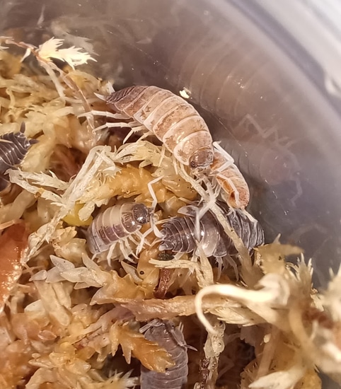 Isopods! P. Pruinosus Color Mix! Powder Blue, Orange, Rose, White, Oreo ...