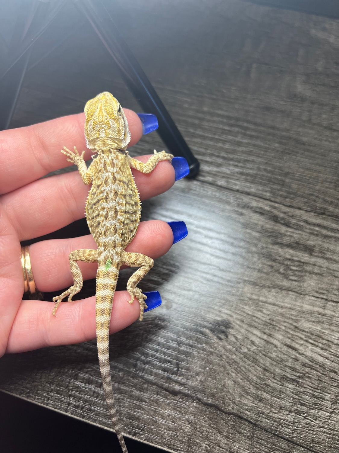 Het Hypo Leatherback Bearded Dragon Central Bearded Dragon by Bri’s ...