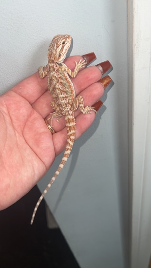 Hypo Het Trans Het Zero Central Bearded Dragon by Bri’s Beardies, LLC