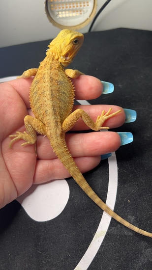 Hypo Translucent 66% Het Zero Central Bearded Dragon by Bri’s Beardies, LLC