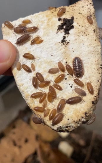 Party Mix - 10 Count Isopod by Briis gecko’s